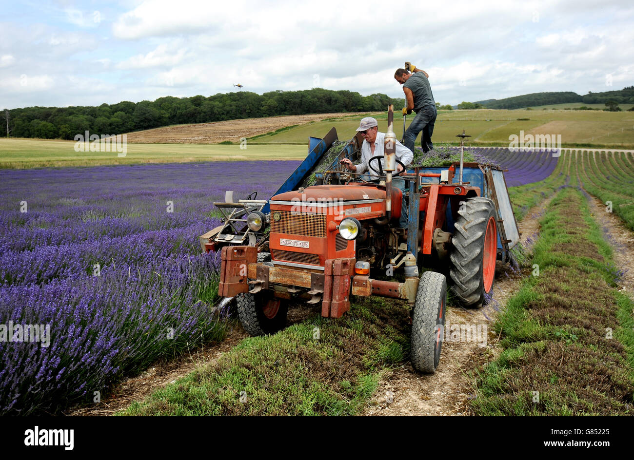 A tractor makes it's way up a row of lavender as it is harvested on the ...