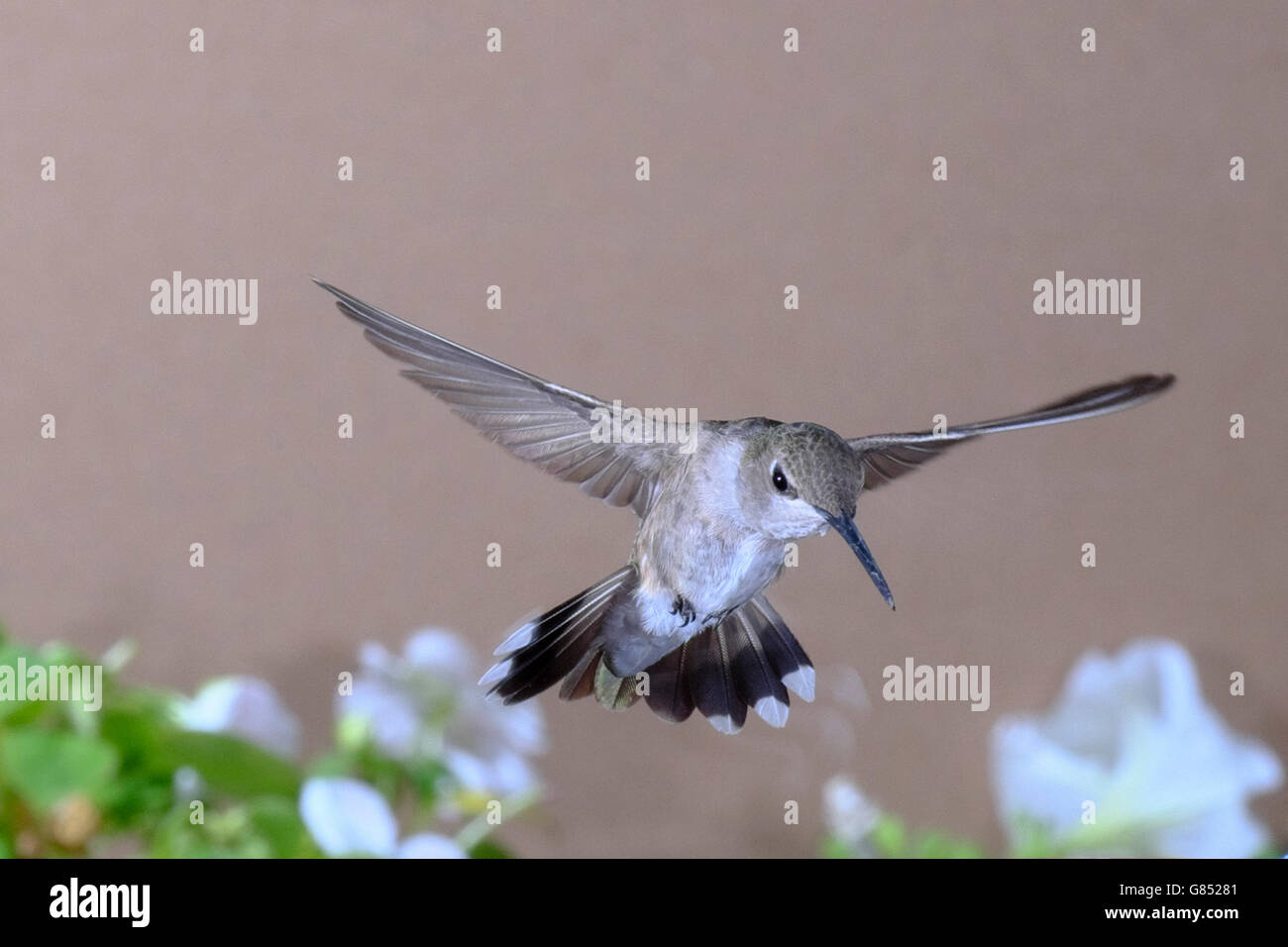Female Black-chinned hummingbird Archilochus alexandri frozen in flight ...