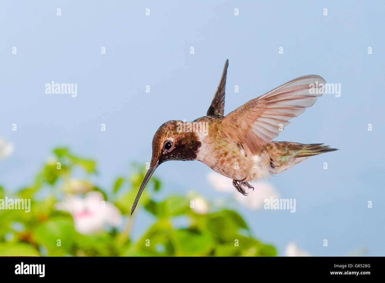 Male Black-chinned hummingbird Archilochus alexandri frozen in flight ...