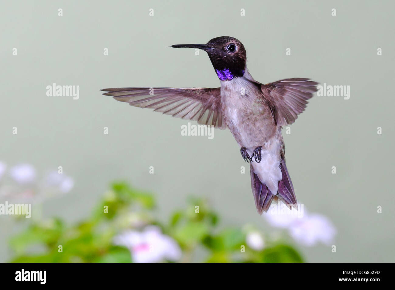 Black-chinned hummingbird Archilochus alexandri male frozen in flight ...