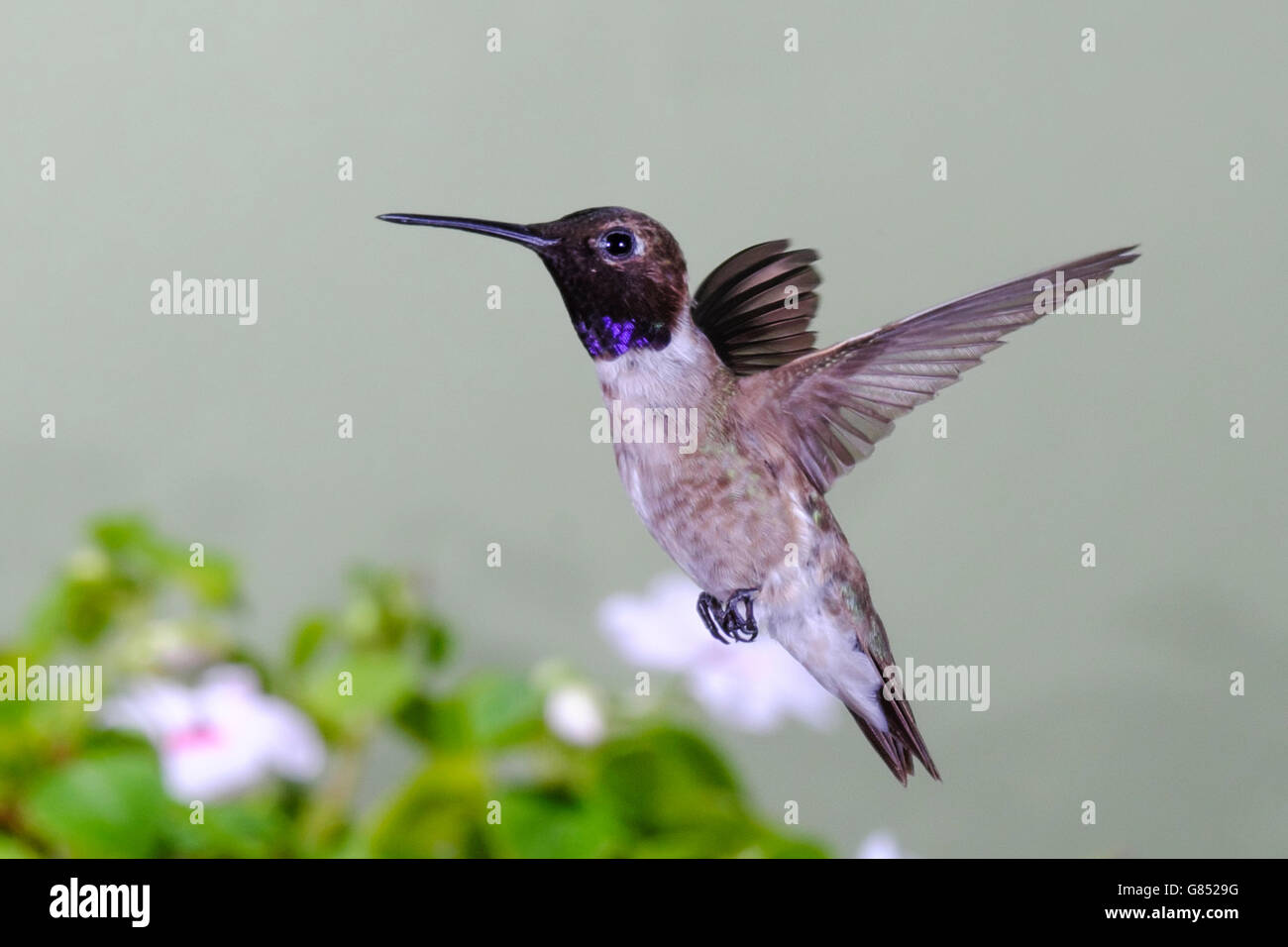 Black-chinned hummingbird Archilochus alexandri male frozen in flight ...