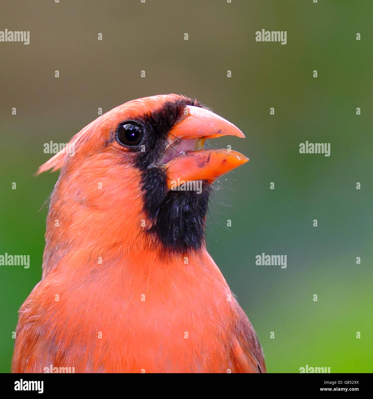 Redbird hi-res stock photography and images - Alamy