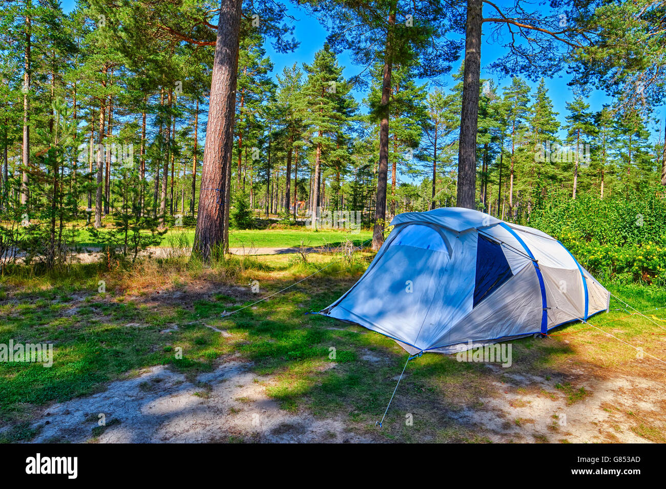 Lonely Tent on a Pine forest Campsite Pitch Stock Photo - Alamy