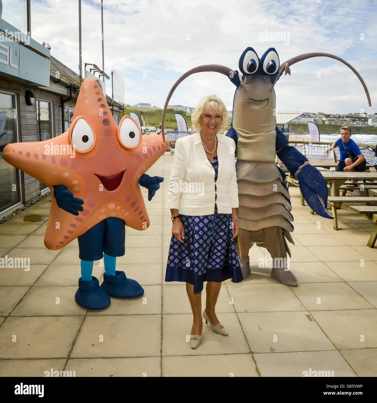 Royal starfish hi-res stock photography and images - Alamy