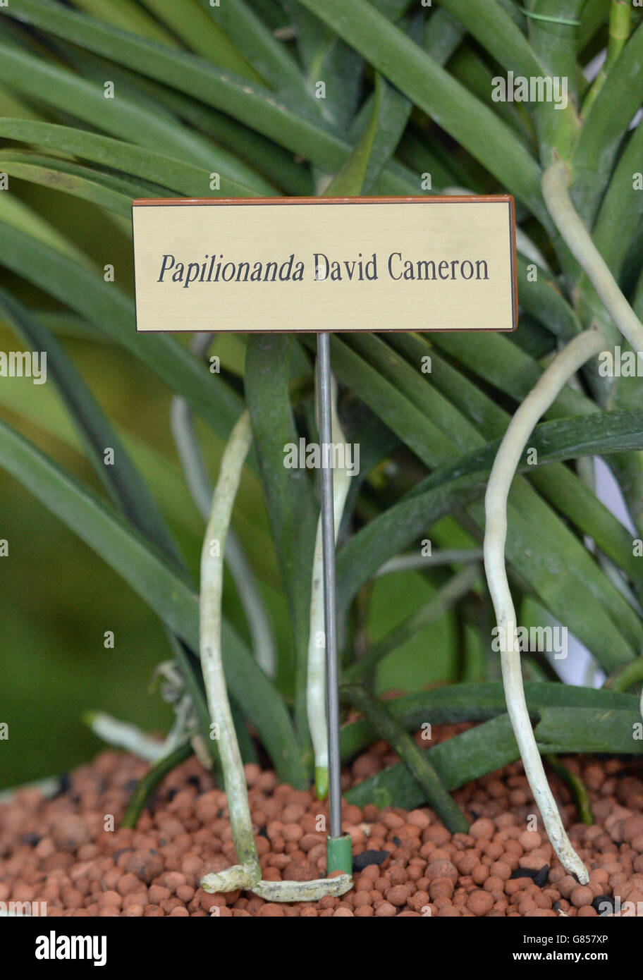 Papilionanda David Cameron, an orchid that was named after the Prime ...