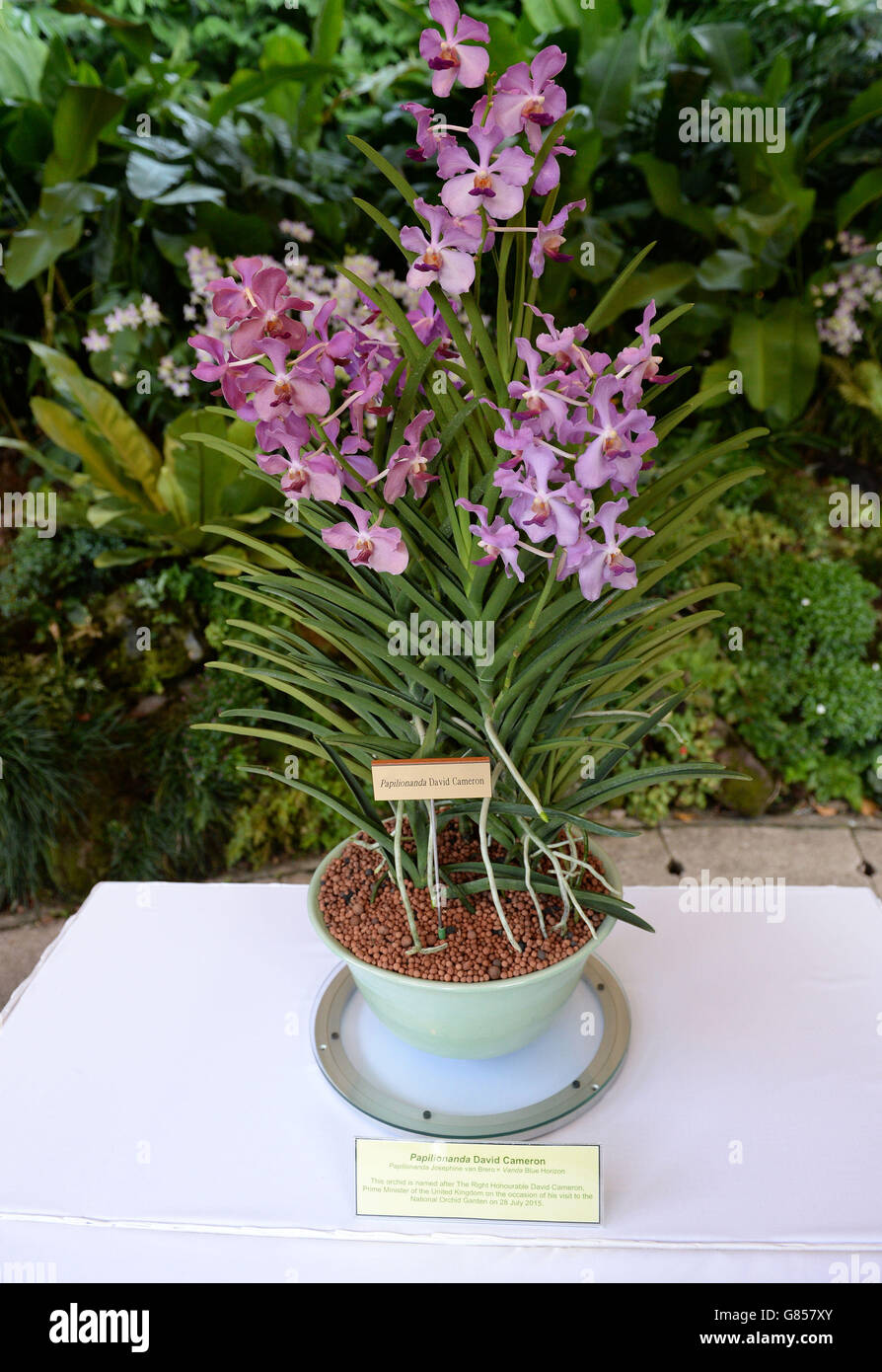 Papilionanda David Cameron, an orchid that was named after the Prime ...