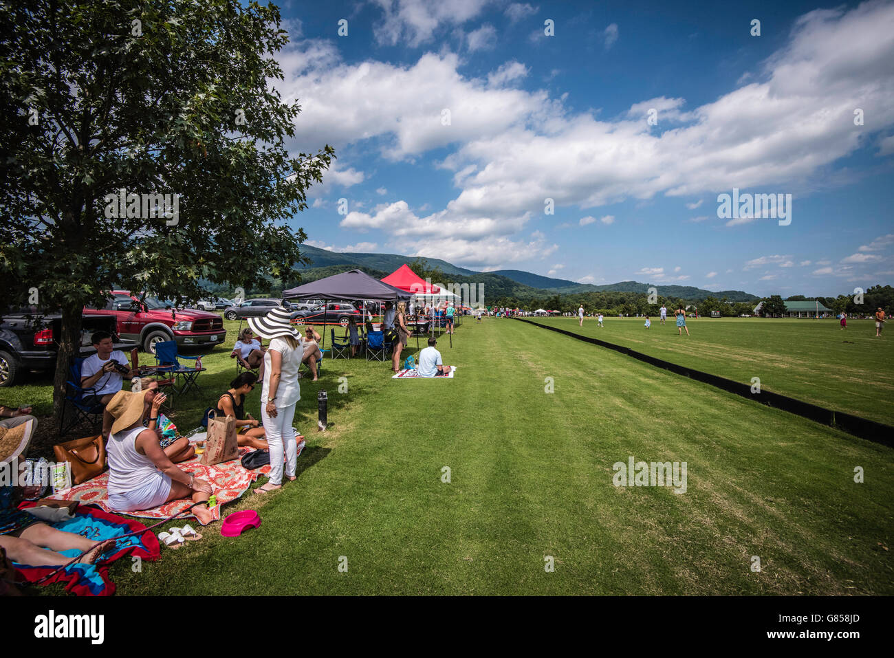 Polo ponies at Virginia chukker field Stock Photo - Alamy
