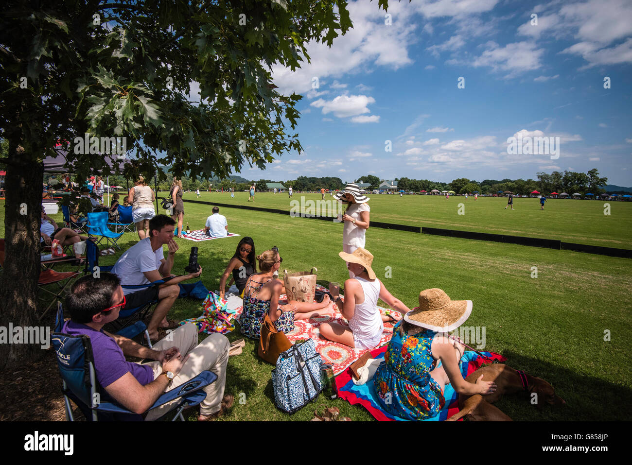 Polo ponies at Virginia chukker field Stock Photo - Alamy