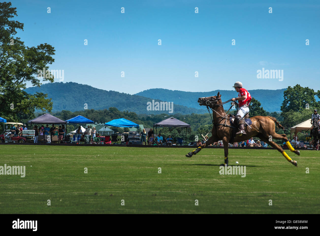 Polo ponies at Virginia chukker field Stock Photo - Alamy