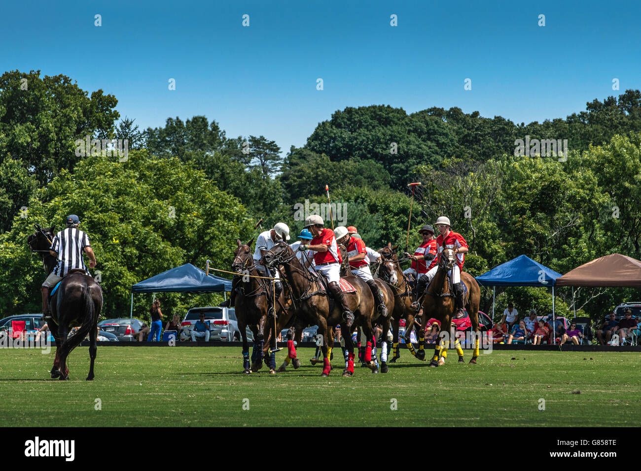 Polo ponies at Virginia chukker field Stock Photo - Alamy