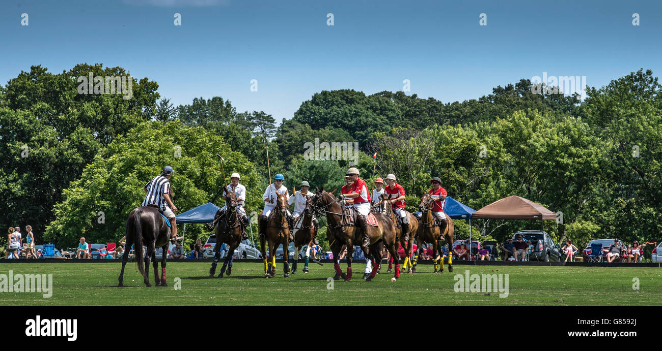 Polo ponies at Virginia chukker field Stock Photo - Alamy