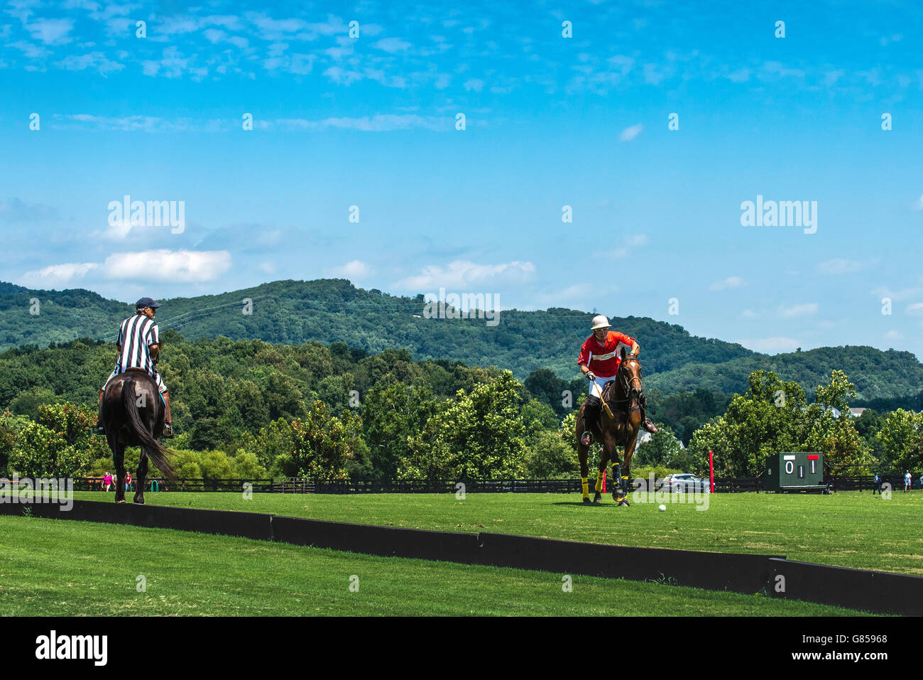 Polo ponies at Virginia chukker field Stock Photo - Alamy