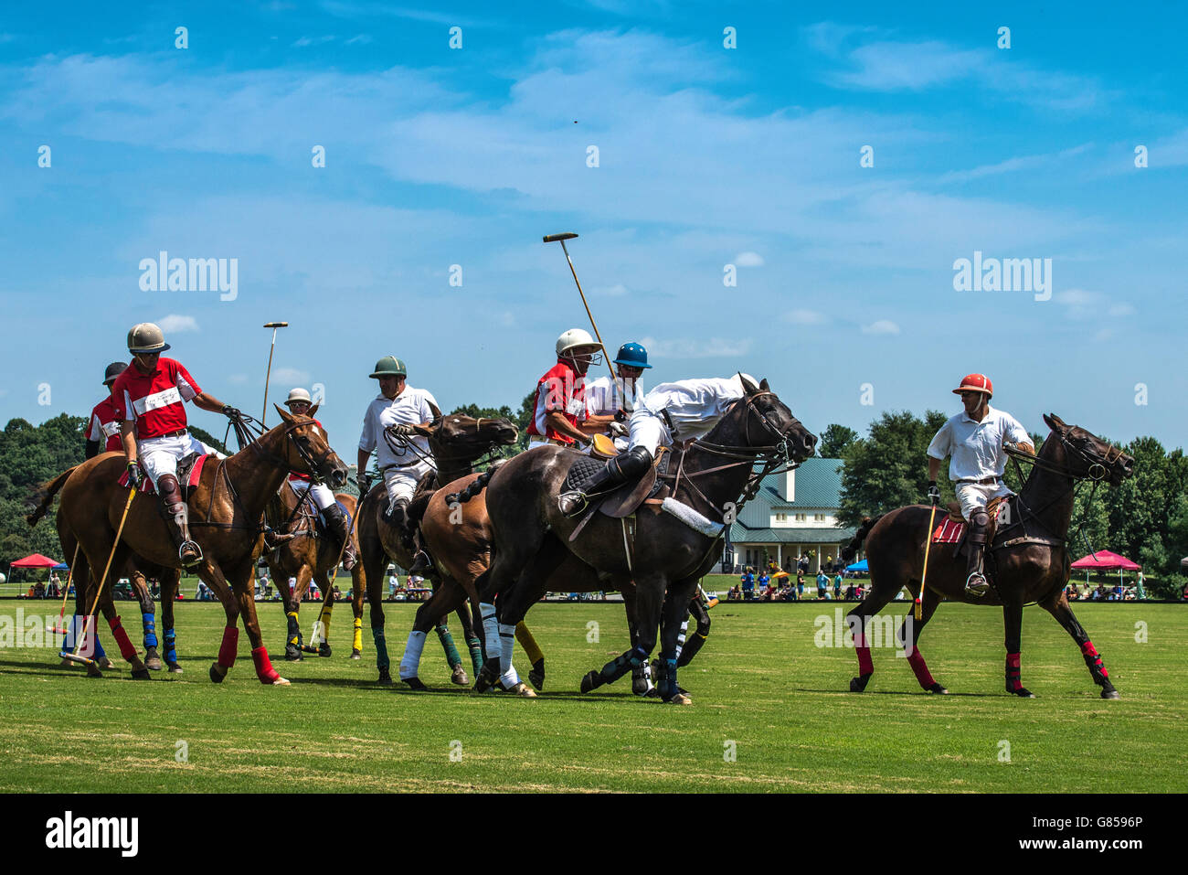 Polo ponies at Virginia chukker field Stock Photo - Alamy