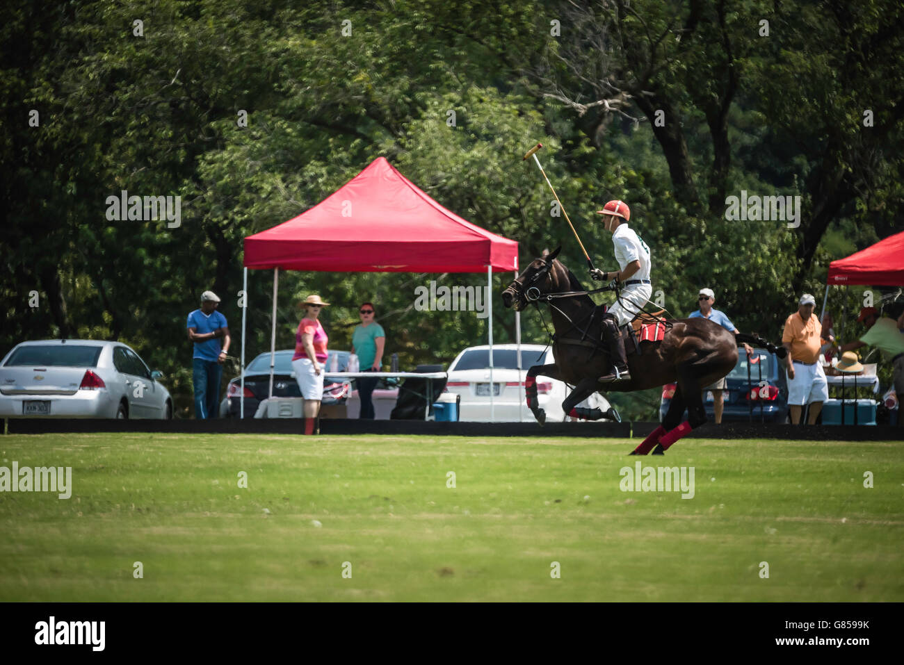 Polo ponies at Virginia chukker field Stock Photo - Alamy