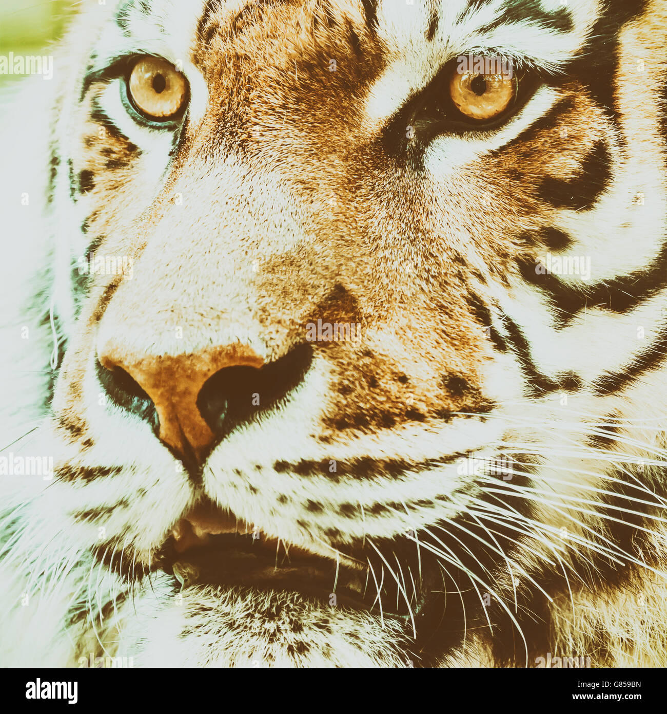 Wild Young Tiger (Panthera Tigris) Portrait Stock Photo - Alamy