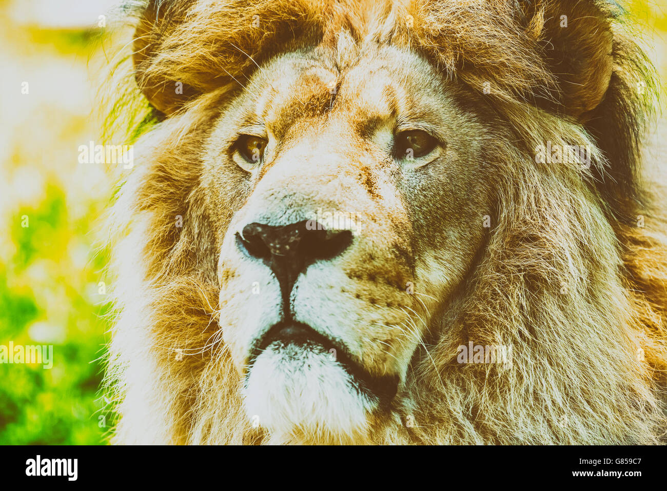 Wild Lion King Feline In Safari Portrait Stock Photo - Alamy