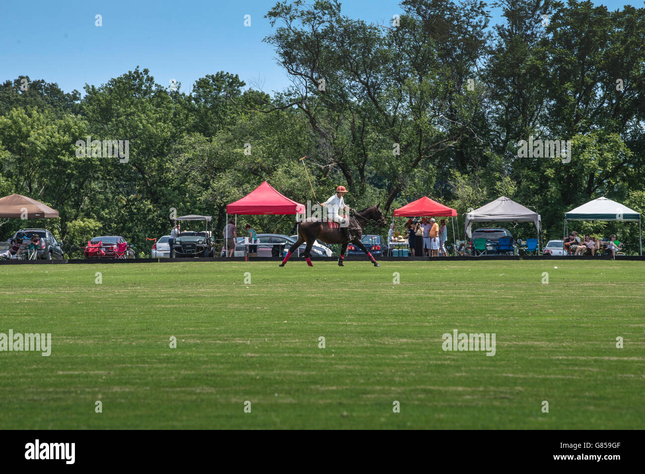 Polo ponies at Virginia chukker field Stock Photo - Alamy