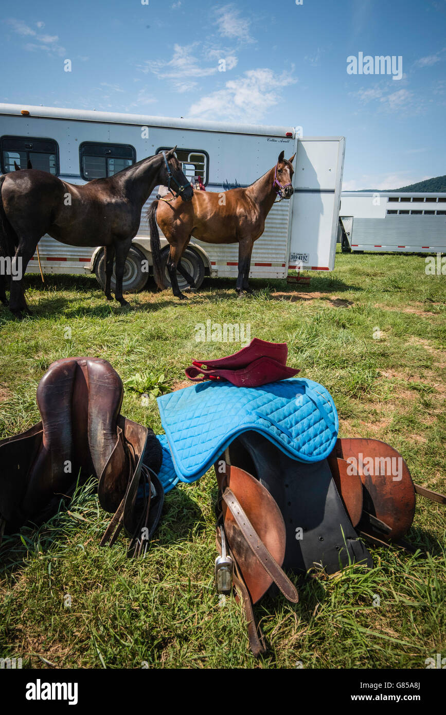 Polo ponies at Virginia chukker field Stock Photo - Alamy