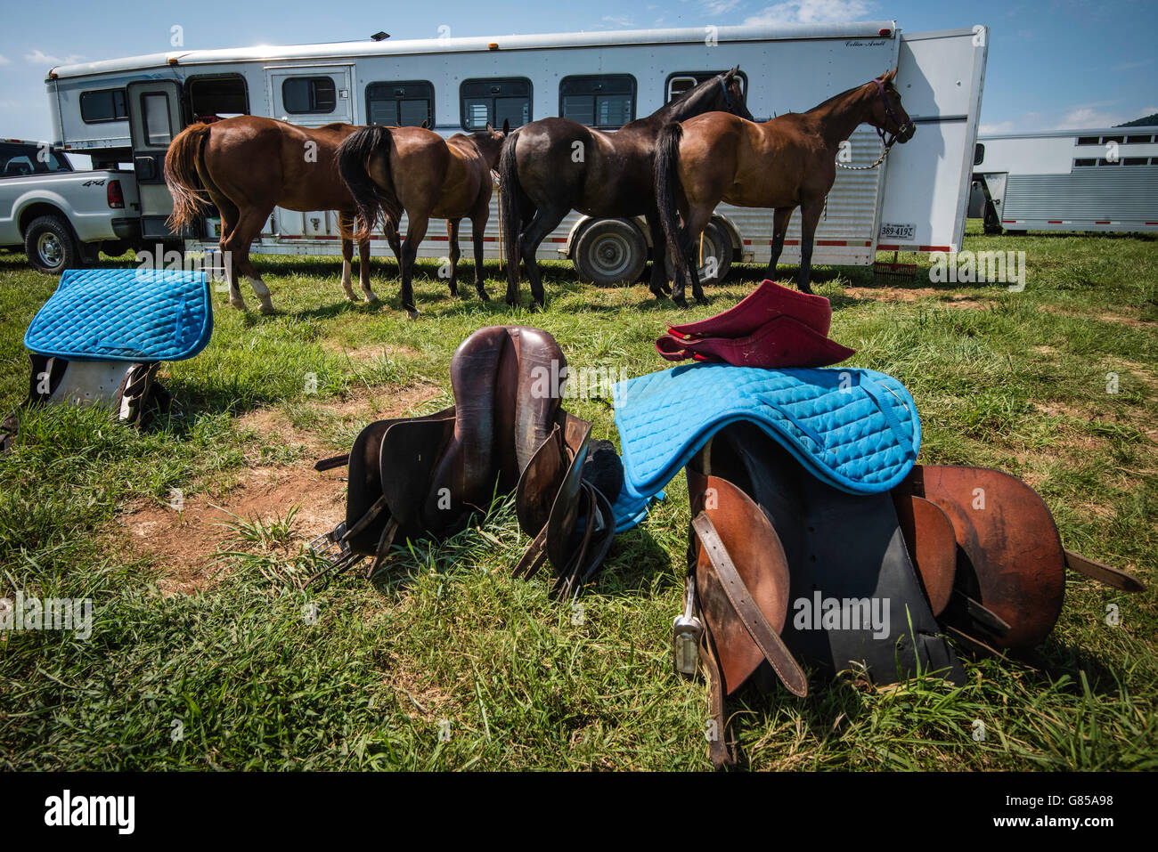 Polo ponies at Virginia chukker field Stock Photo - Alamy