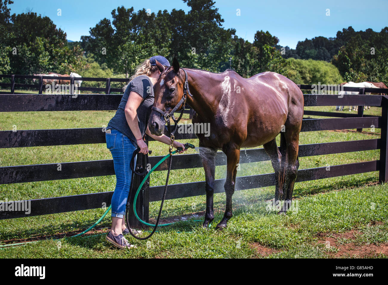 Polo ponies at Virginia chukker field Stock Photo - Alamy