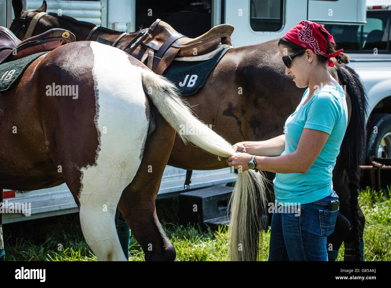 Polo ponies at Virginia chukker field Stock Photo - Alamy