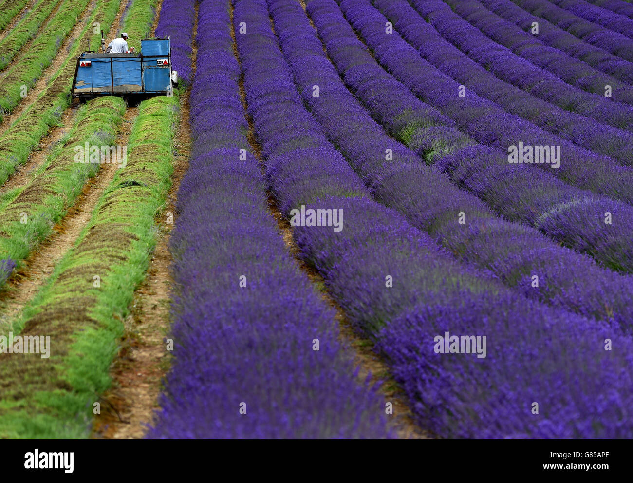 A tractor makes it's way up a row of lavender as it is harvested on the ...