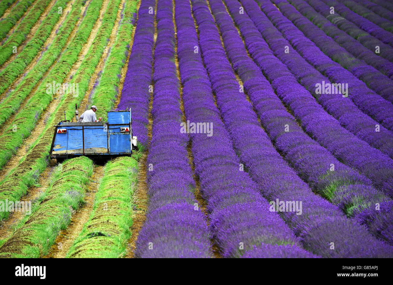 A tractor makes it's way up a row of lavender as it is harvested on the ...