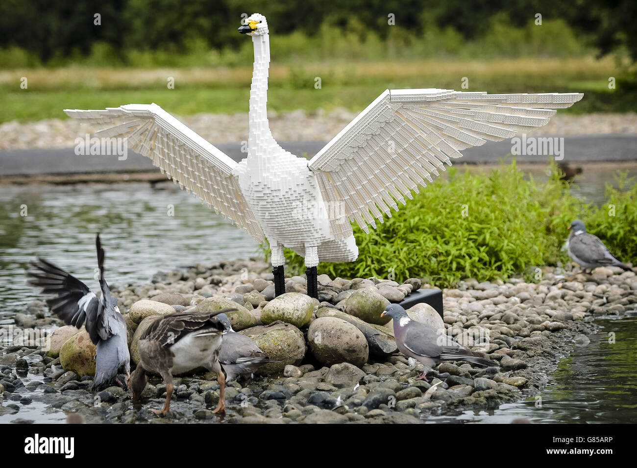 Pigeons feed around a lifesize LEGO sculpture of a Bewick's swan at ...