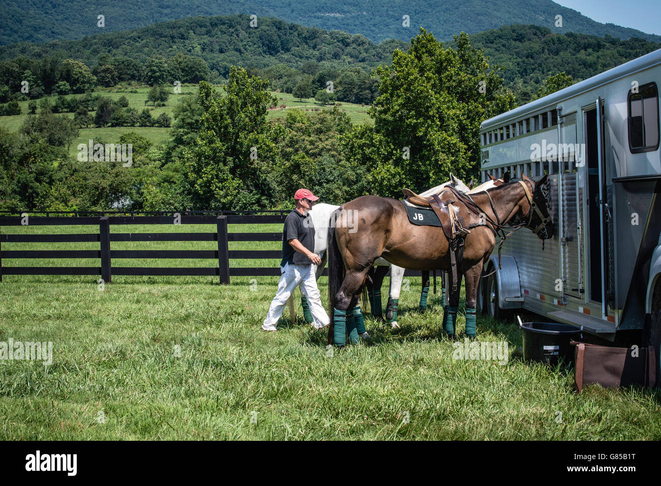 Polo ponies at Virginia chukker field Stock Photo - Alamy
