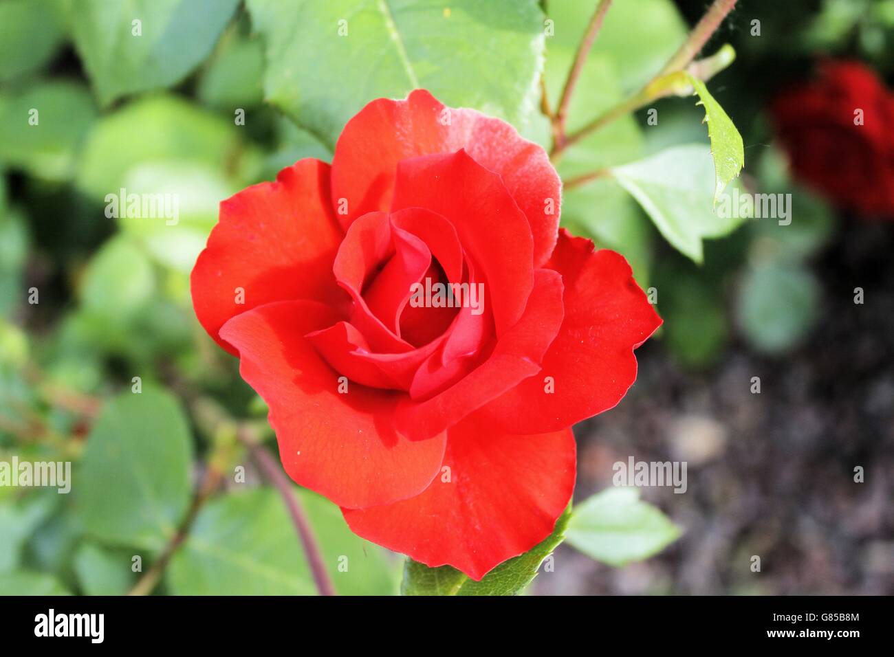 red rose growing in a garden Stock Photo - Alamy