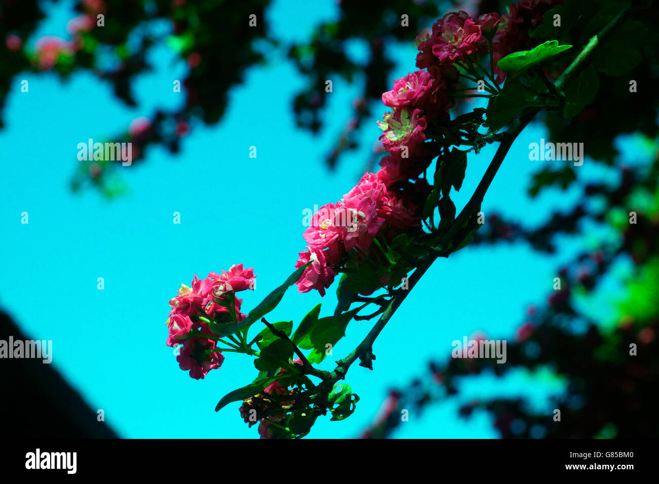 HAWTHORN TREE IN BLOSSOM Stock Photo - Alamy