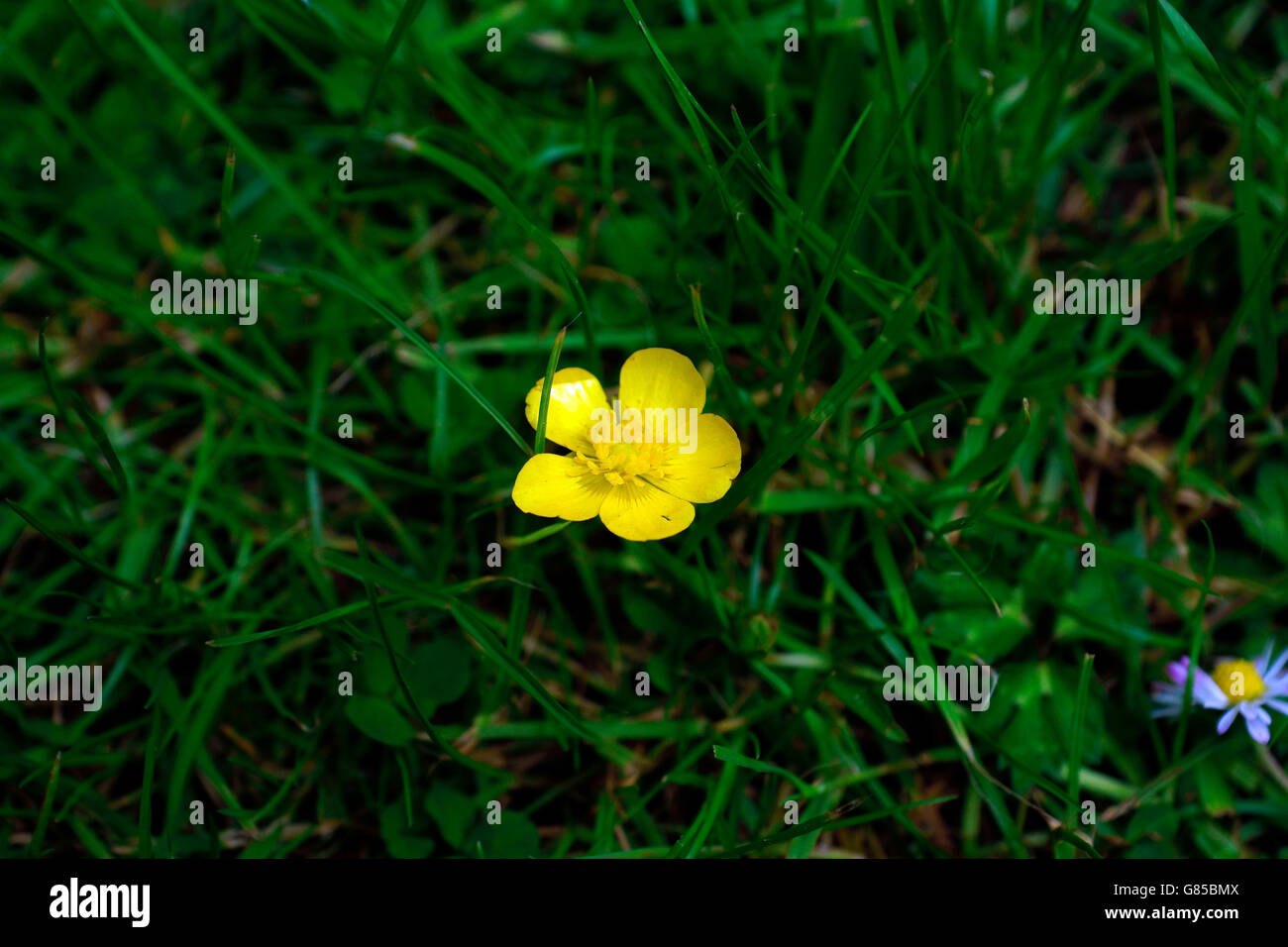 Celery buttercup hi-res stock photography and images - Alamy