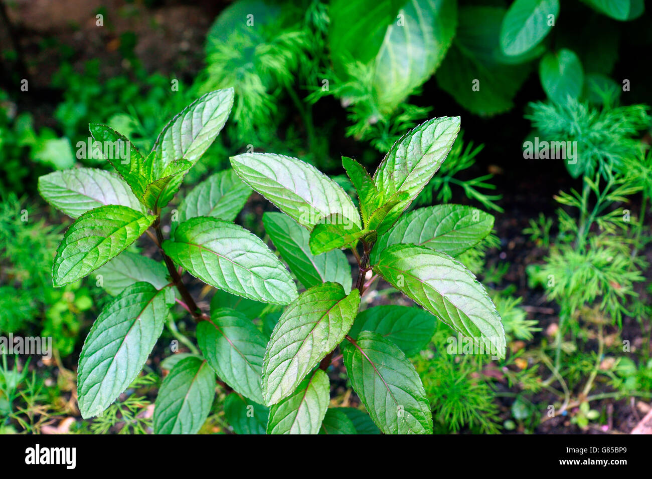 Mint jelly lamb hi-res stock photography and images - Alamy