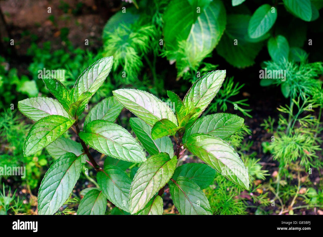 Chewing mint flavour gum hi-res stock photography and images - Alamy