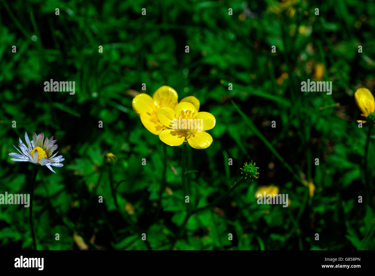 4 leaves corn plant hi-res stock photography and images - Alamy