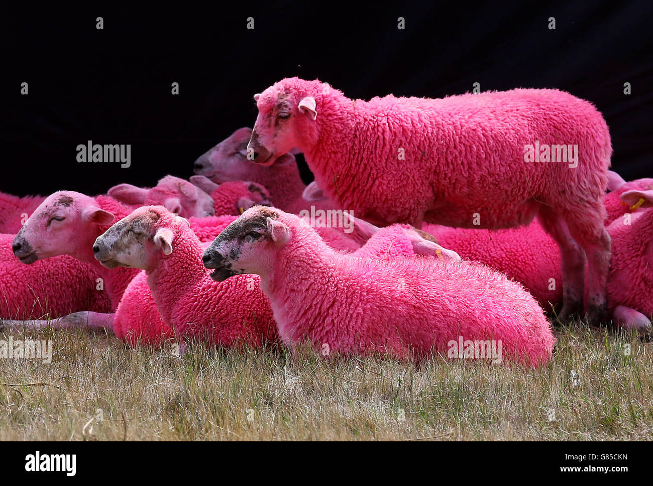 Pink sheep graze in paddock latitude festival in henham park hi-res ...