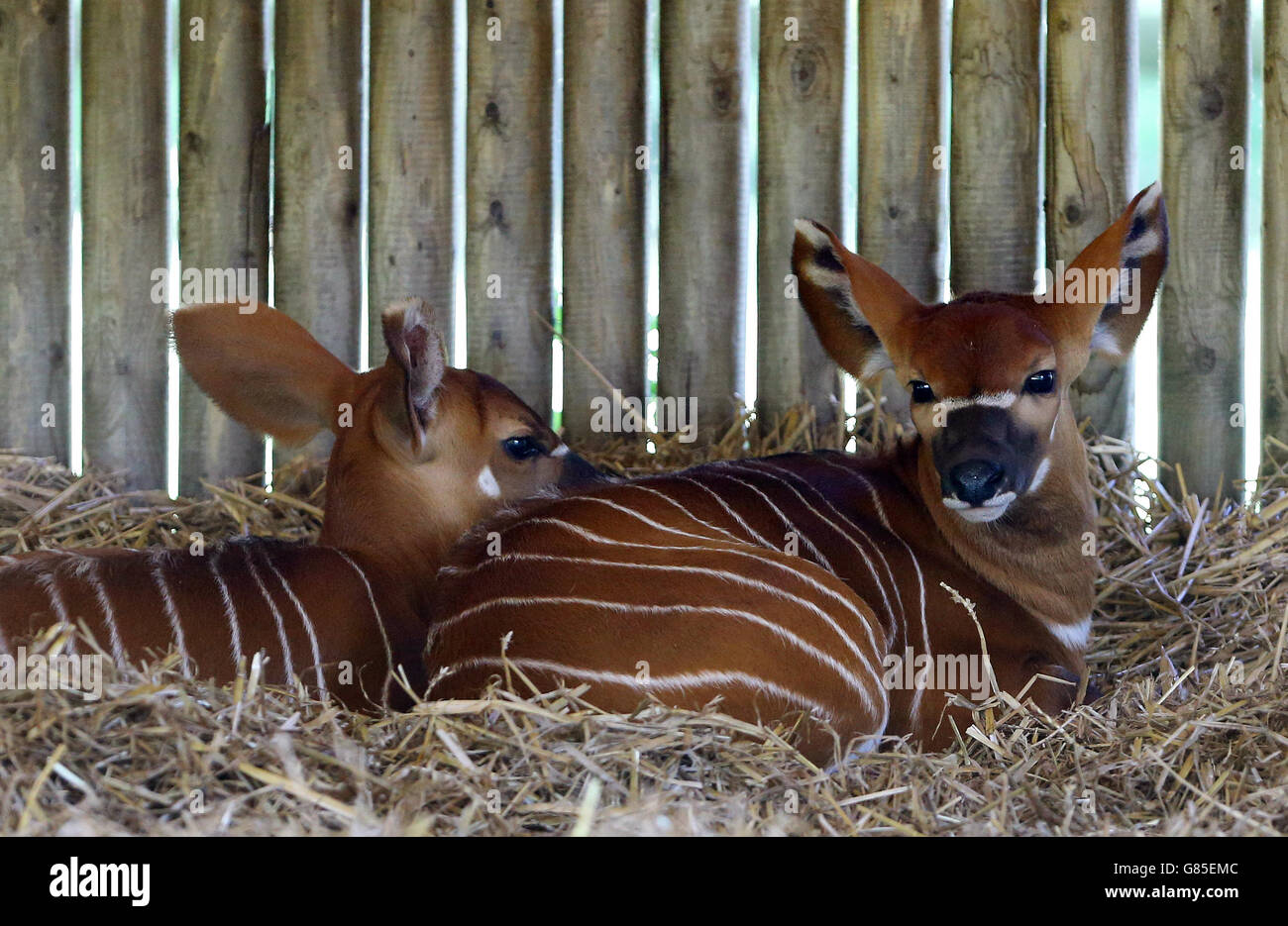 s most endangered antelope with an estimated wild population of 140 ...
