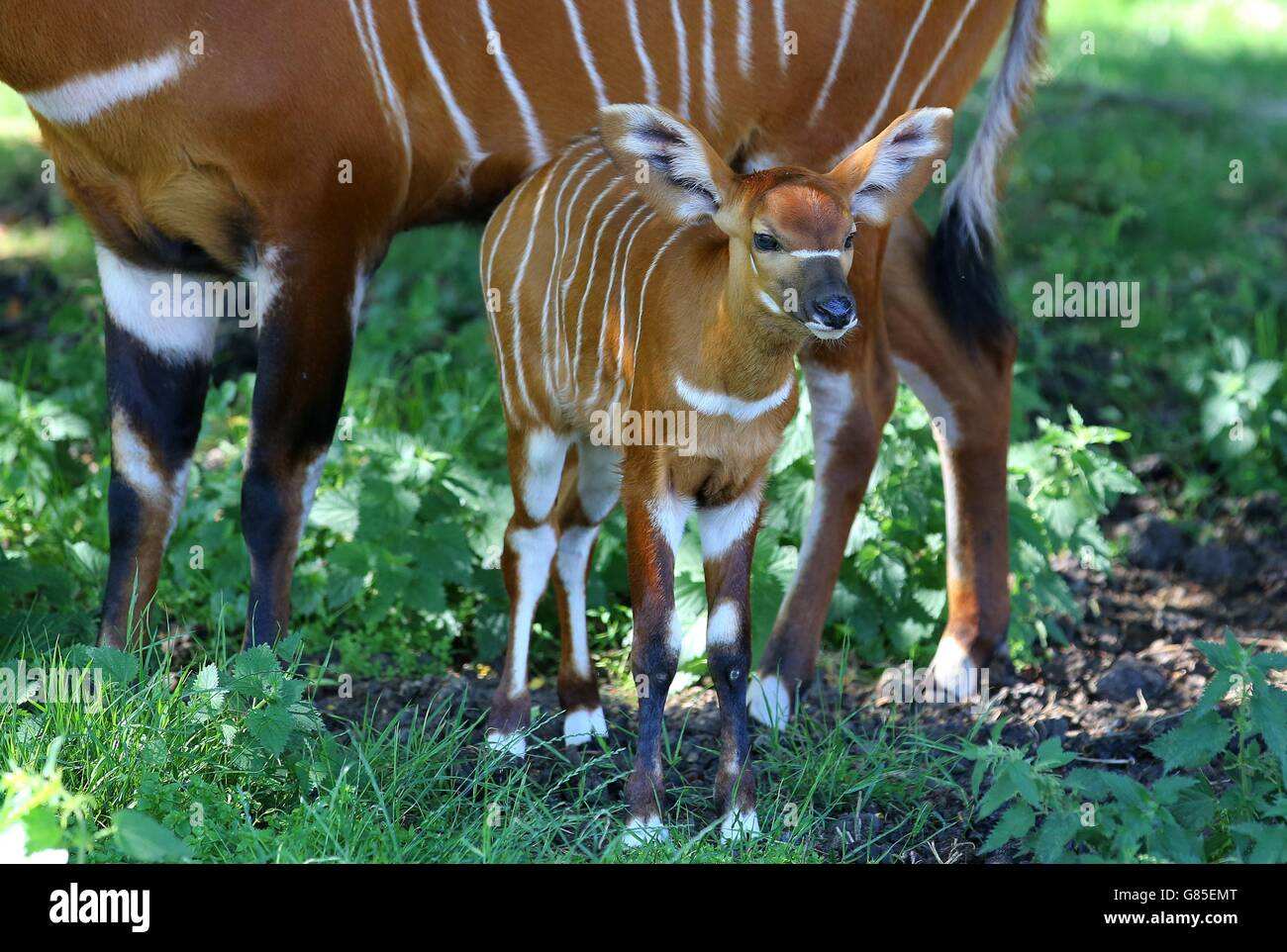 Three week old bongo calf enye hi-res stock photography and images - Alamy