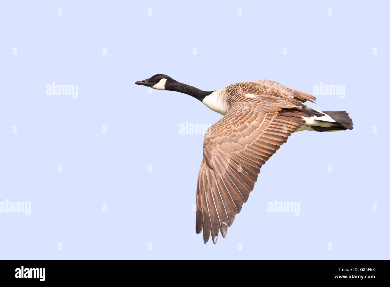 Canada goose (Branta canadensis) in flight Stock Photo - Alamy