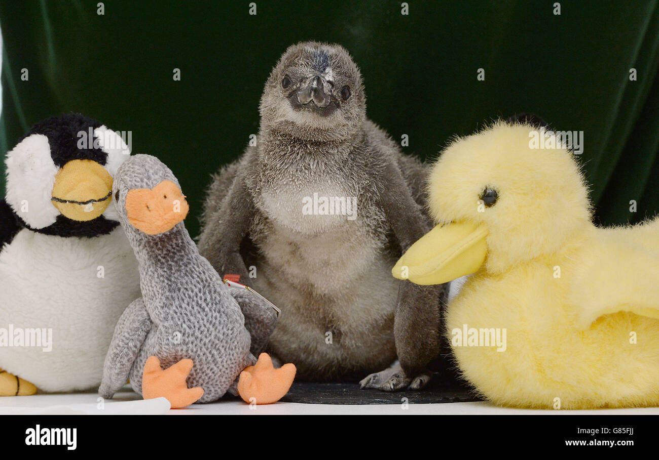 One of the hand-reared penguin chicks featured in the ITV documentary ...