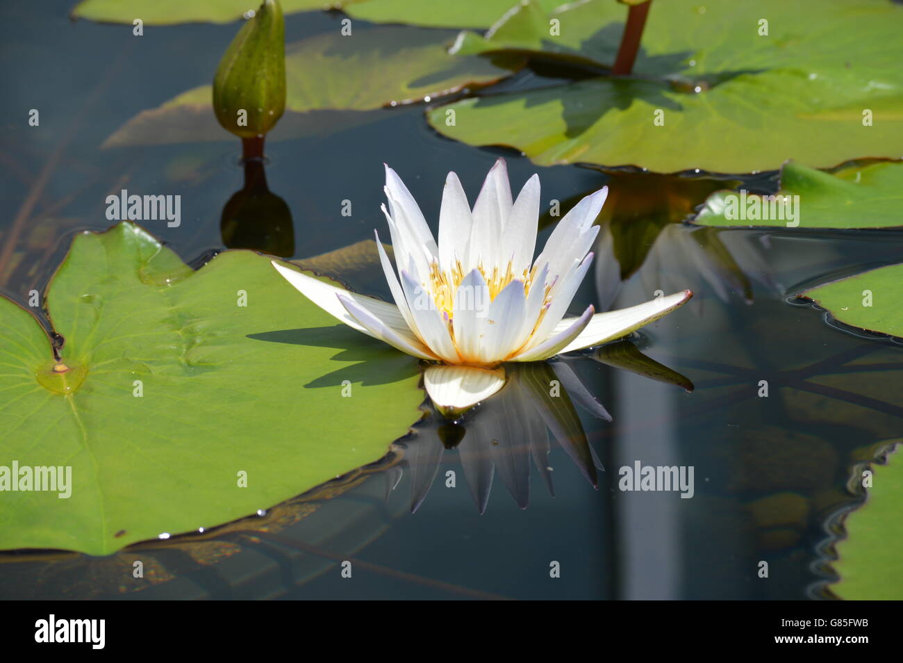 Water Lily in the pond Stock Photo - Alamy