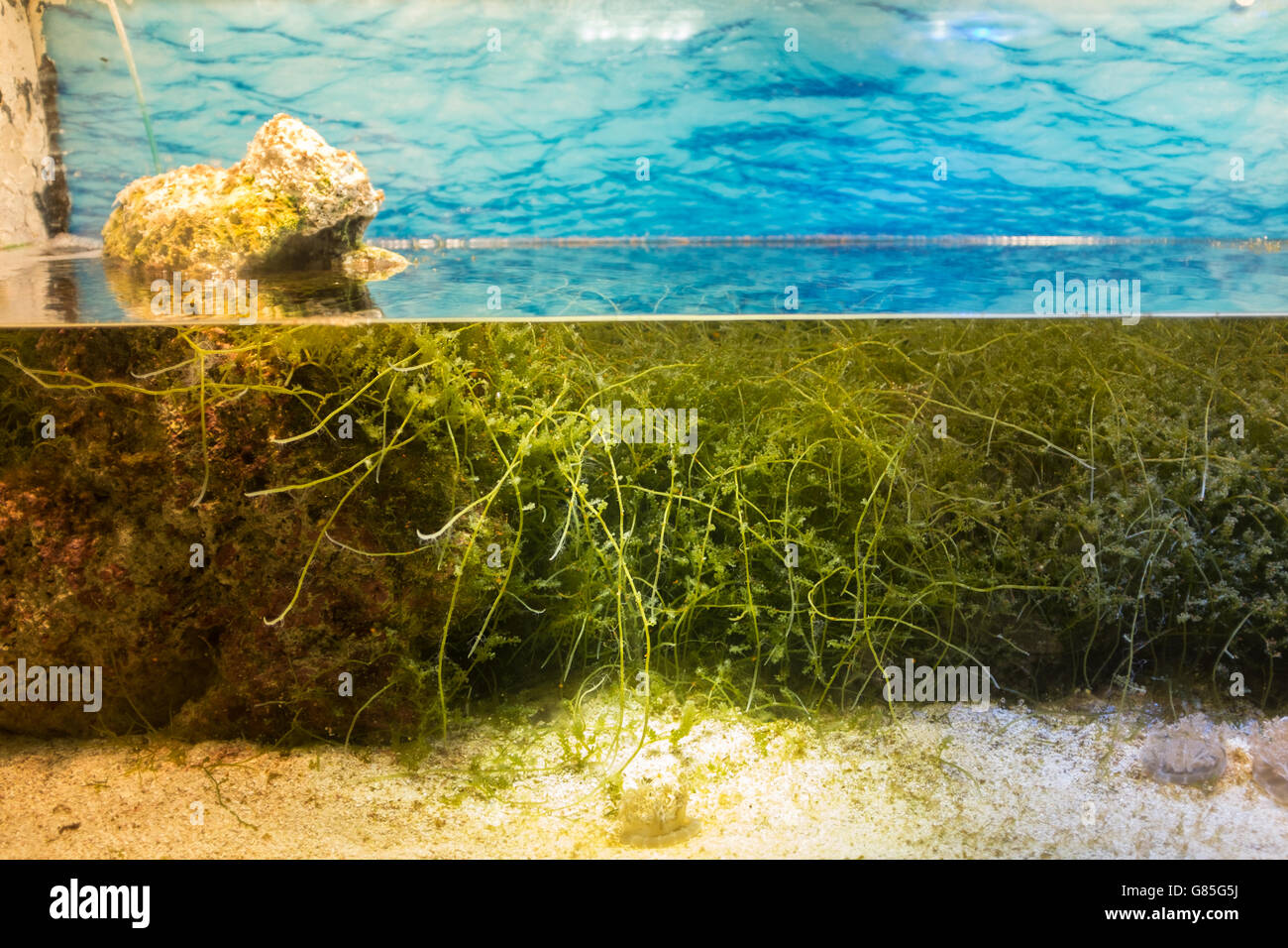 An aquarium showing the surface of the water with plants but no fish ...