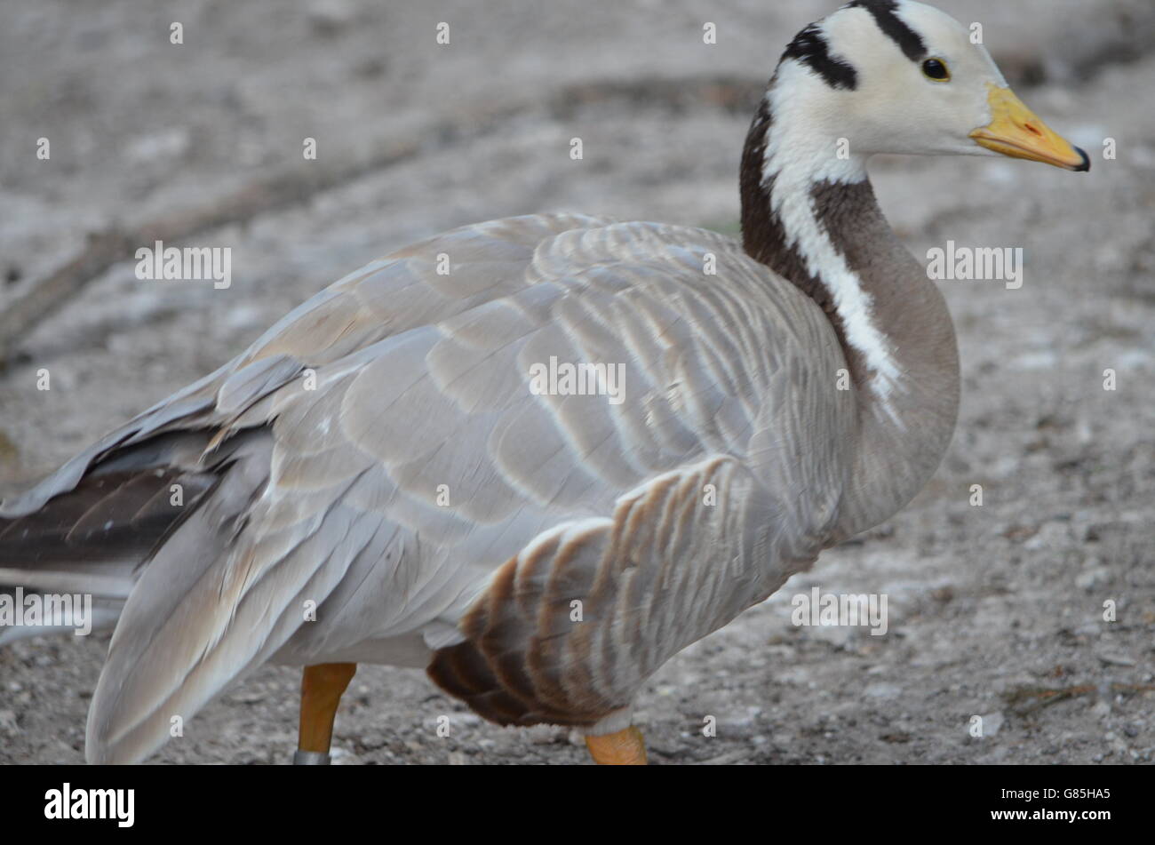 Bar Headed Goose Close Up Stock Photo - Alamy