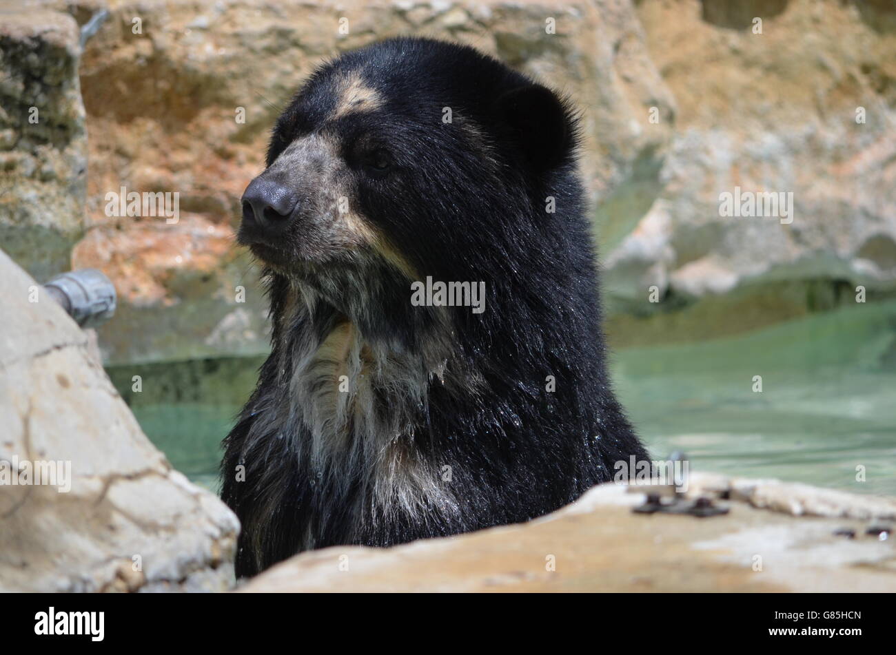 Bear pool zoo hi-res stock photography and images - Alamy