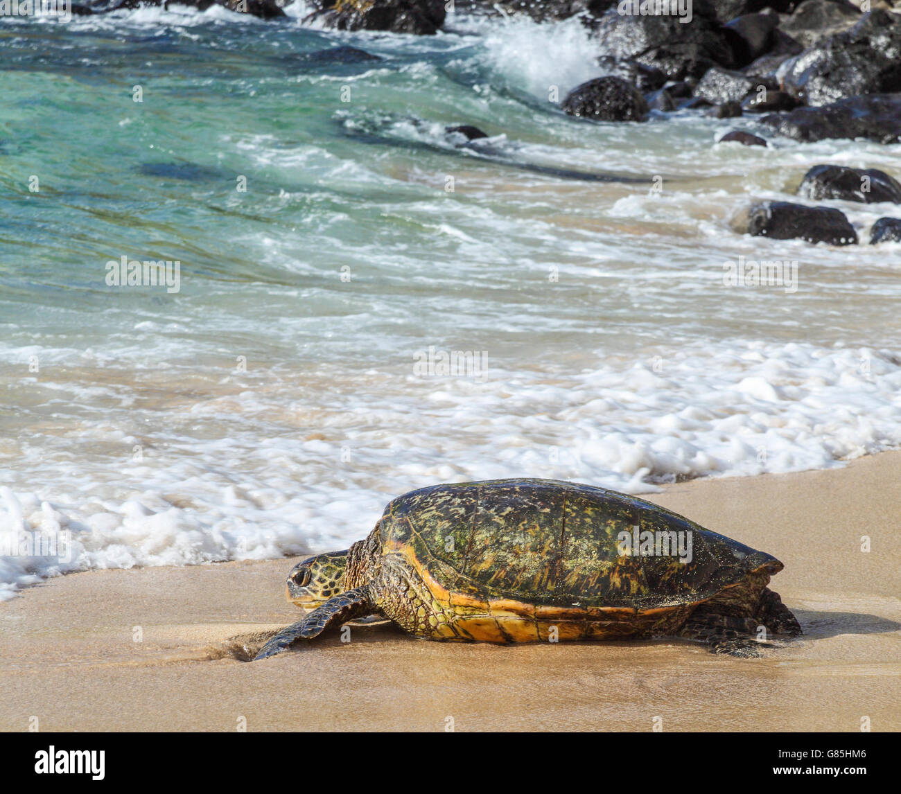 Hawaiian green sea turtle at Hookipa Beach Stock Photo - Alamy