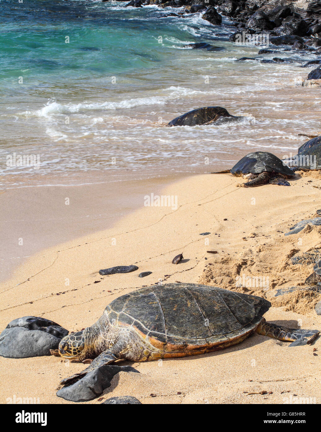 Turtle man beach beaches hi-res stock photography and images - Alamy