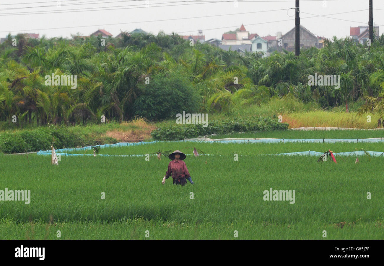 Stock photo of an agricultural worker in a rice paddy field, Hanoi ...