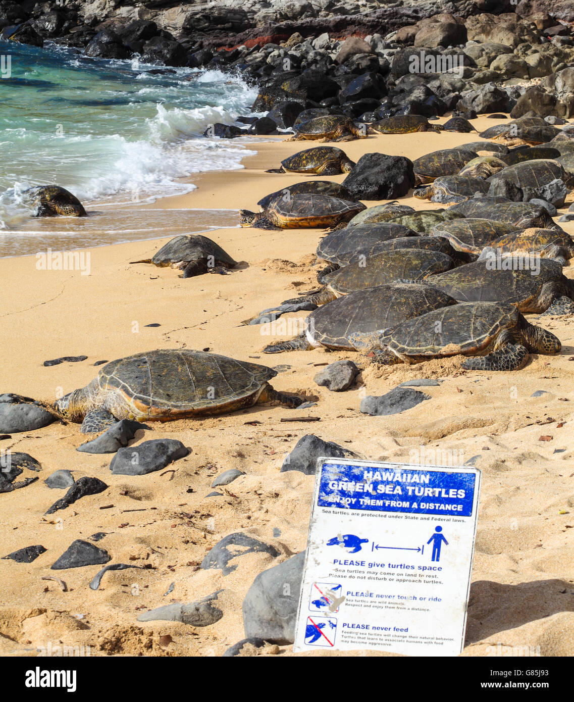 Hawaiian green sea turtles rest on beach at Hookipa Beach Stock Photo ...