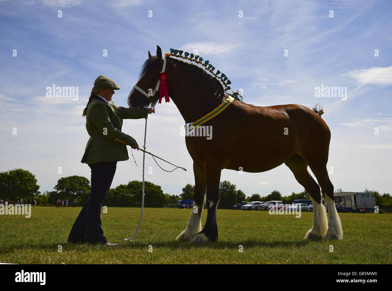 Winner of the barren mare shire horse class hi-res stock photography ...