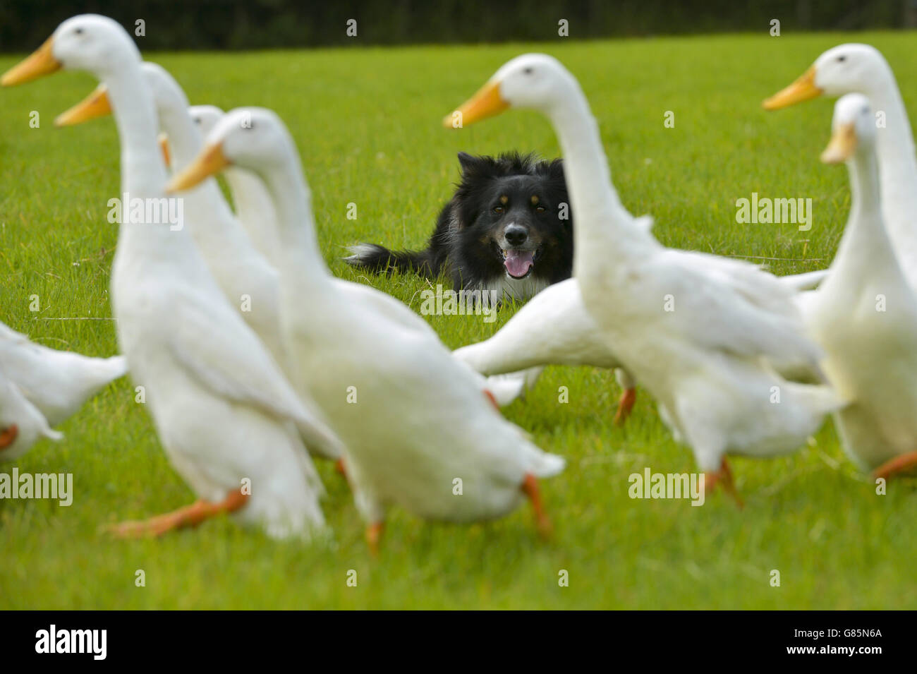 Duck herding dog Stock Photo - Alamy